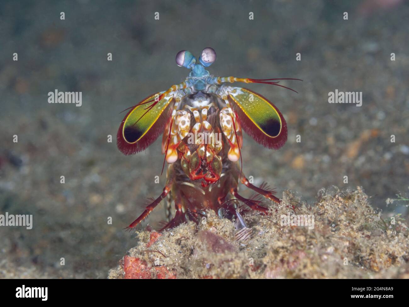 Full length colorful vivid mantis shrimp sitting on sandy sea bottom in ...