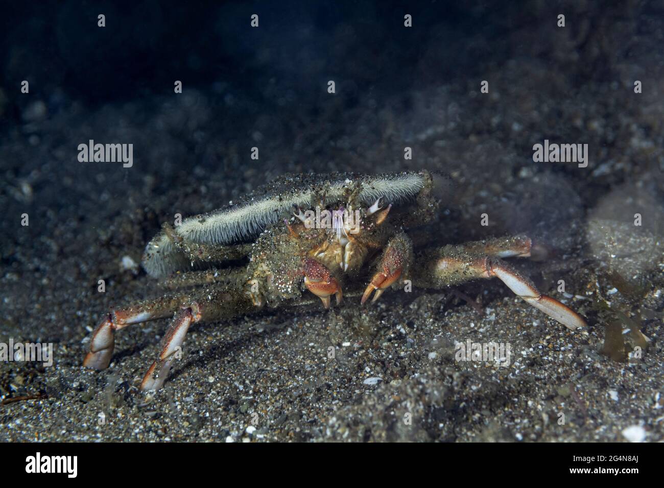 Wild marine crab crawling on stony sea bottom against black background ...