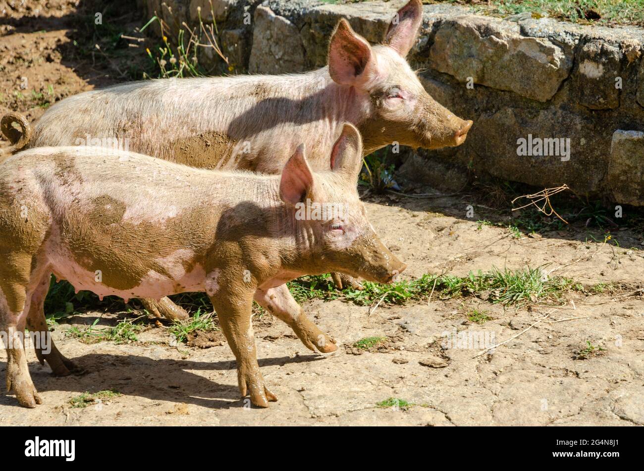 Two small muddy pink pigs on a pig farm Stock Photo - Alamy