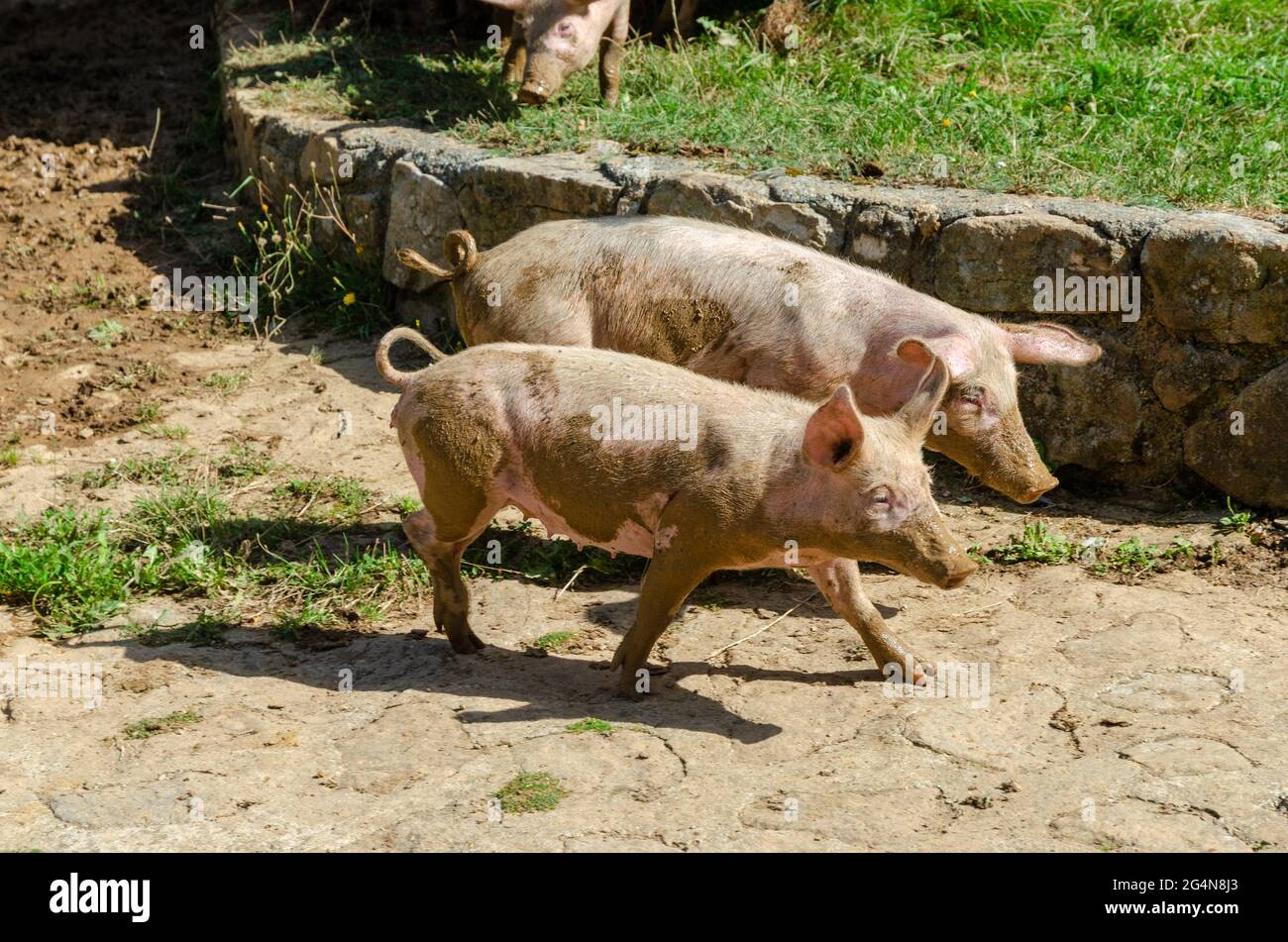 Two small muddy pink pigs on a pig farm Stock Photo - Alamy