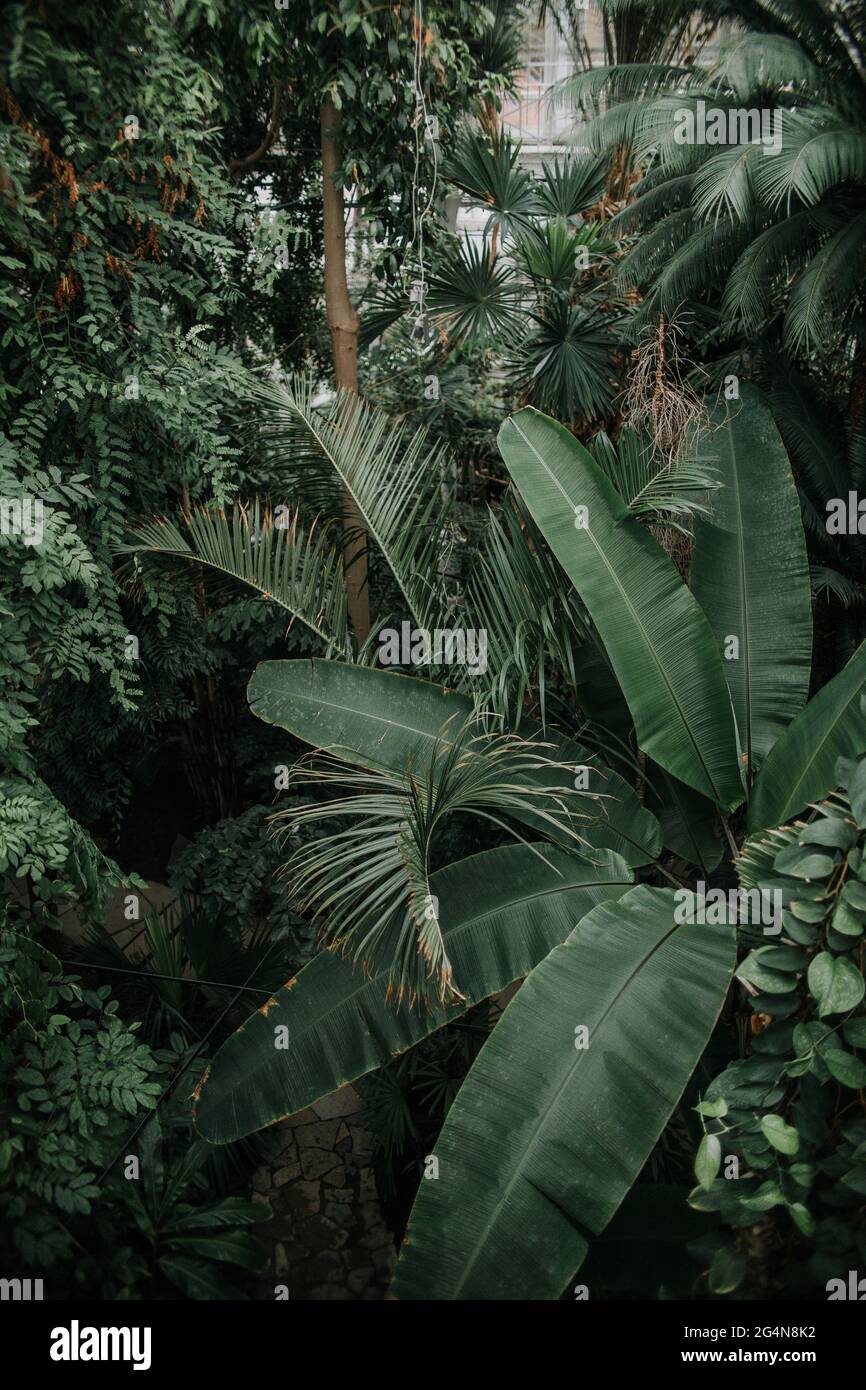 Densely growing tall green deciduous plants with foliage and lush ...