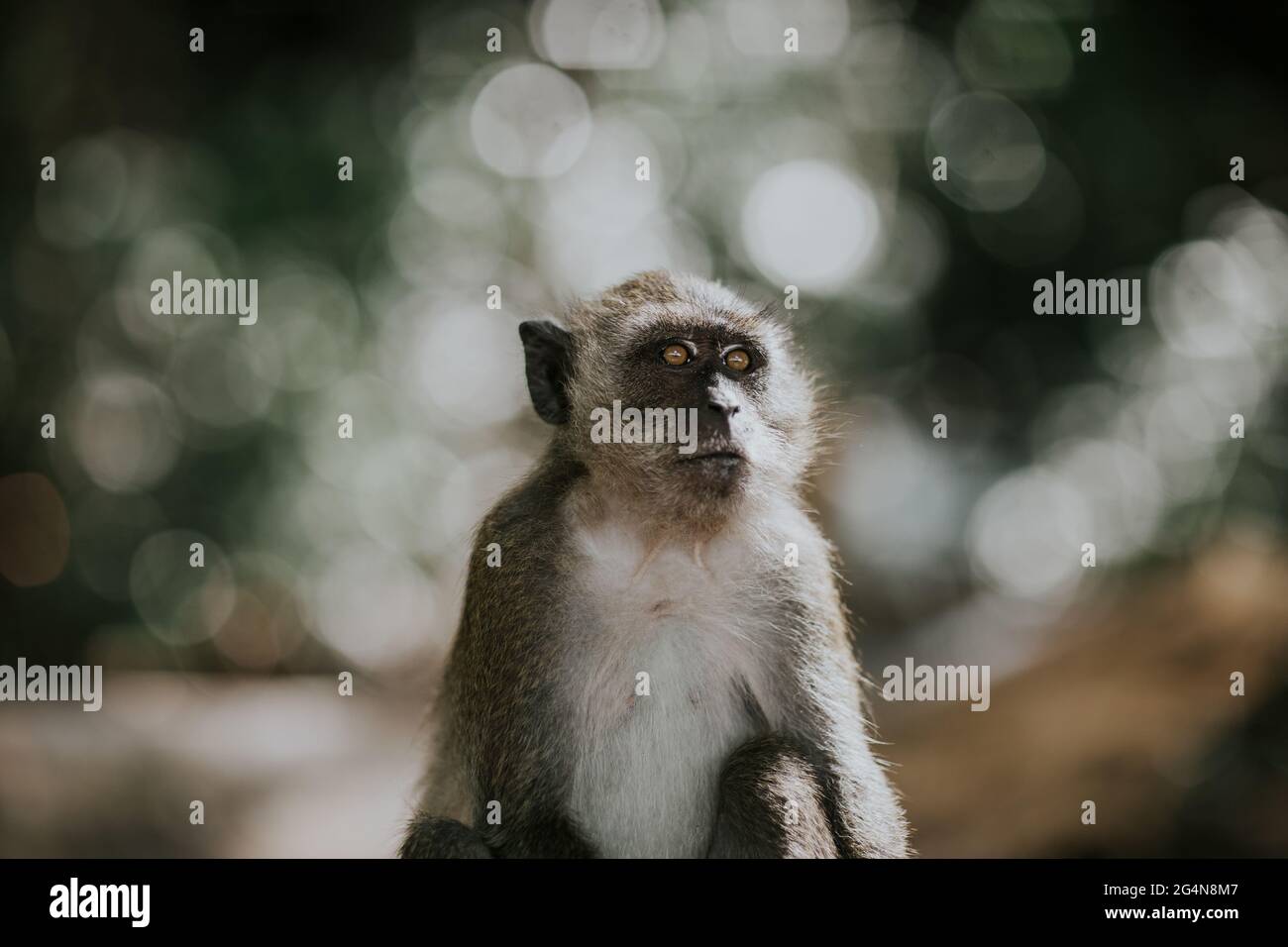 Cute small monkey with gray fur and white chest sitting on stony ...
