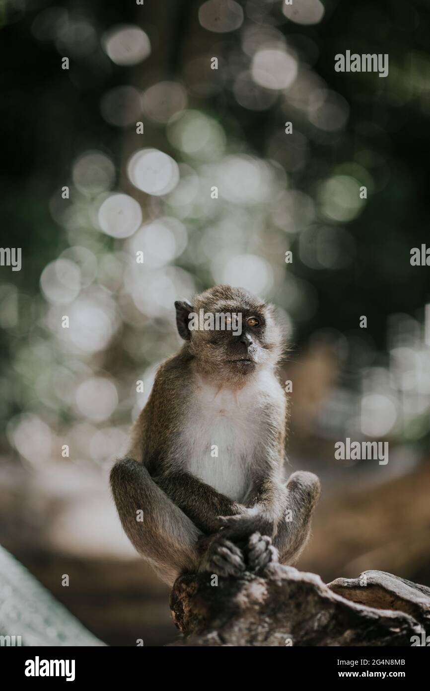 Cute small monkey with gray fur and white chest sitting on stony ...
