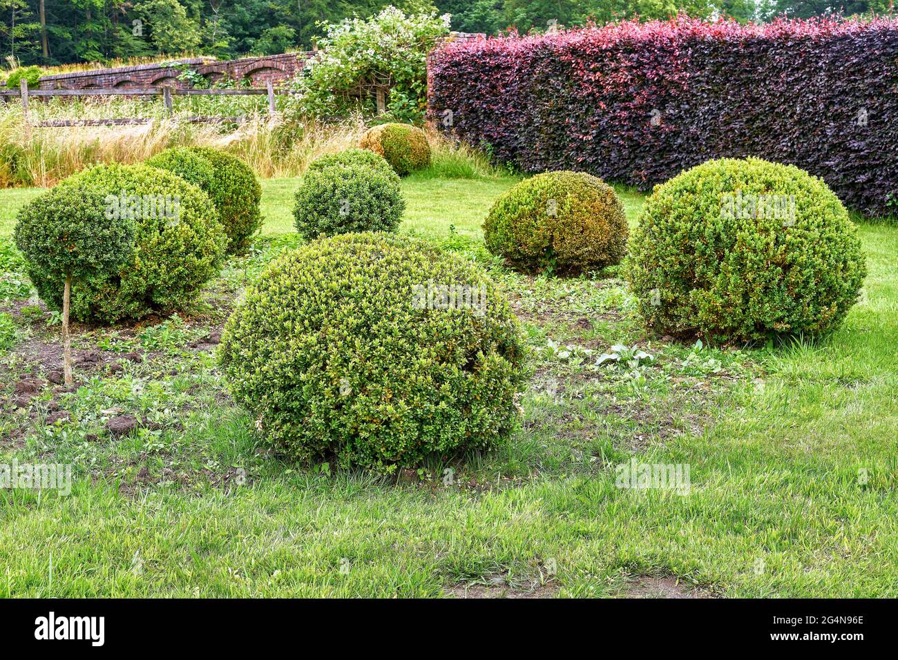 Fagus sylvatica purpurea hedge hi-res stock photography and images - Alamy