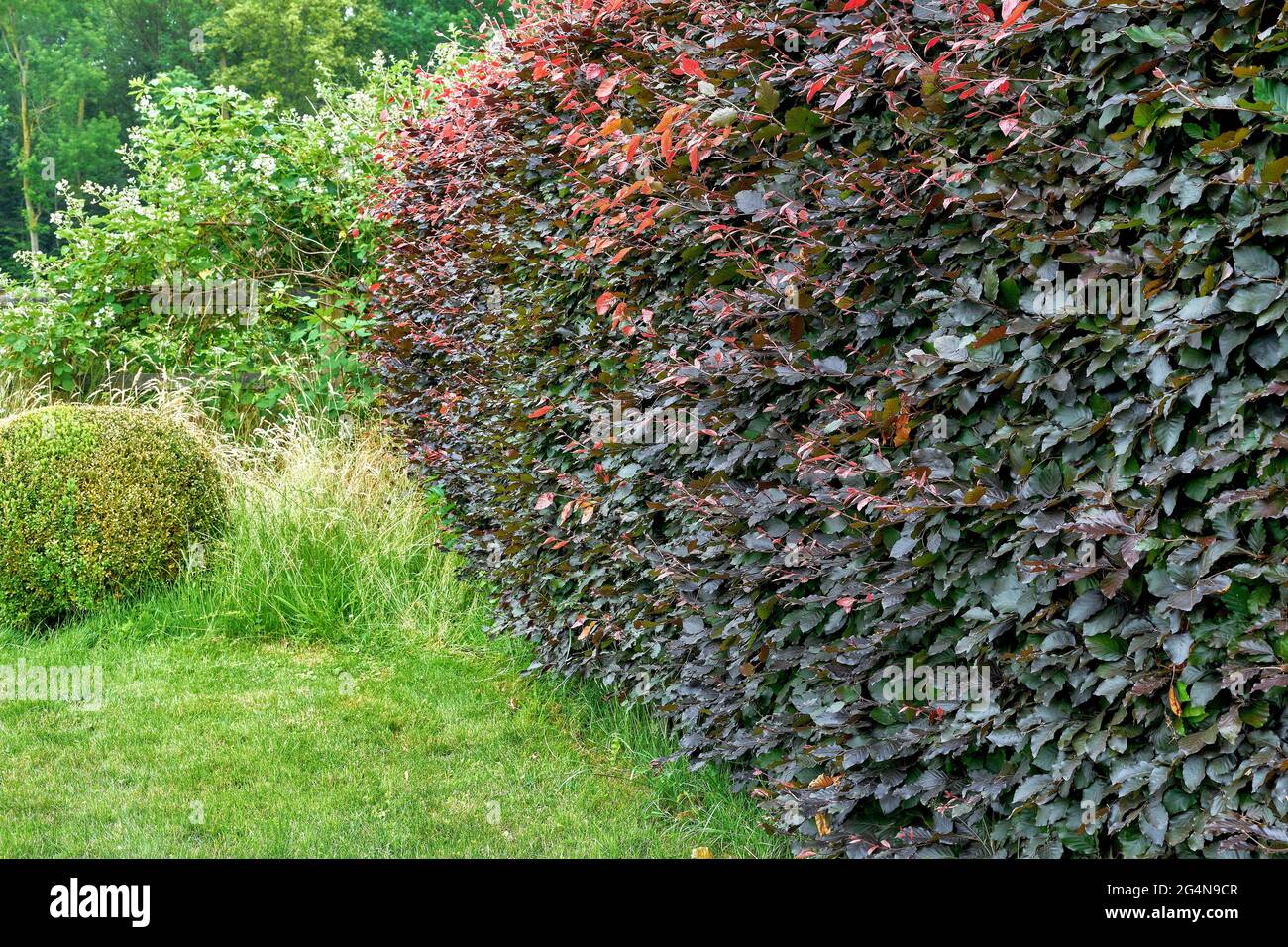 Purple beech hedge. Fagus sylvatica “Purpurea“ hedging Stock Photo - Alamy