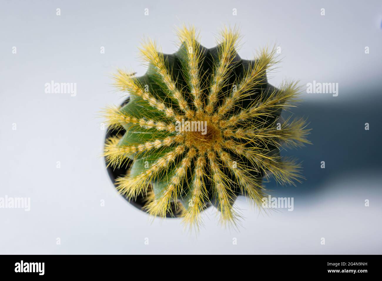 Cactus seen from above. Patterns in nature Stock Photo - Alamy