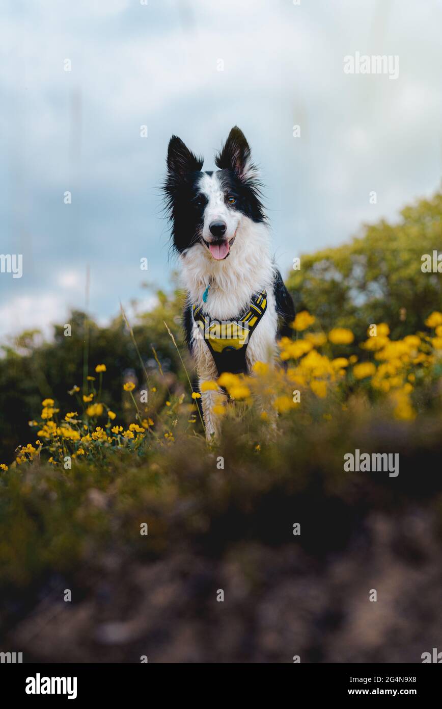 Border collie grass standing cute hi-res stock photography and images ...