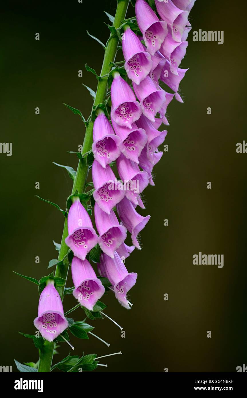 Blue Foxglove High Resolution Stock Photography and Images - Alamy