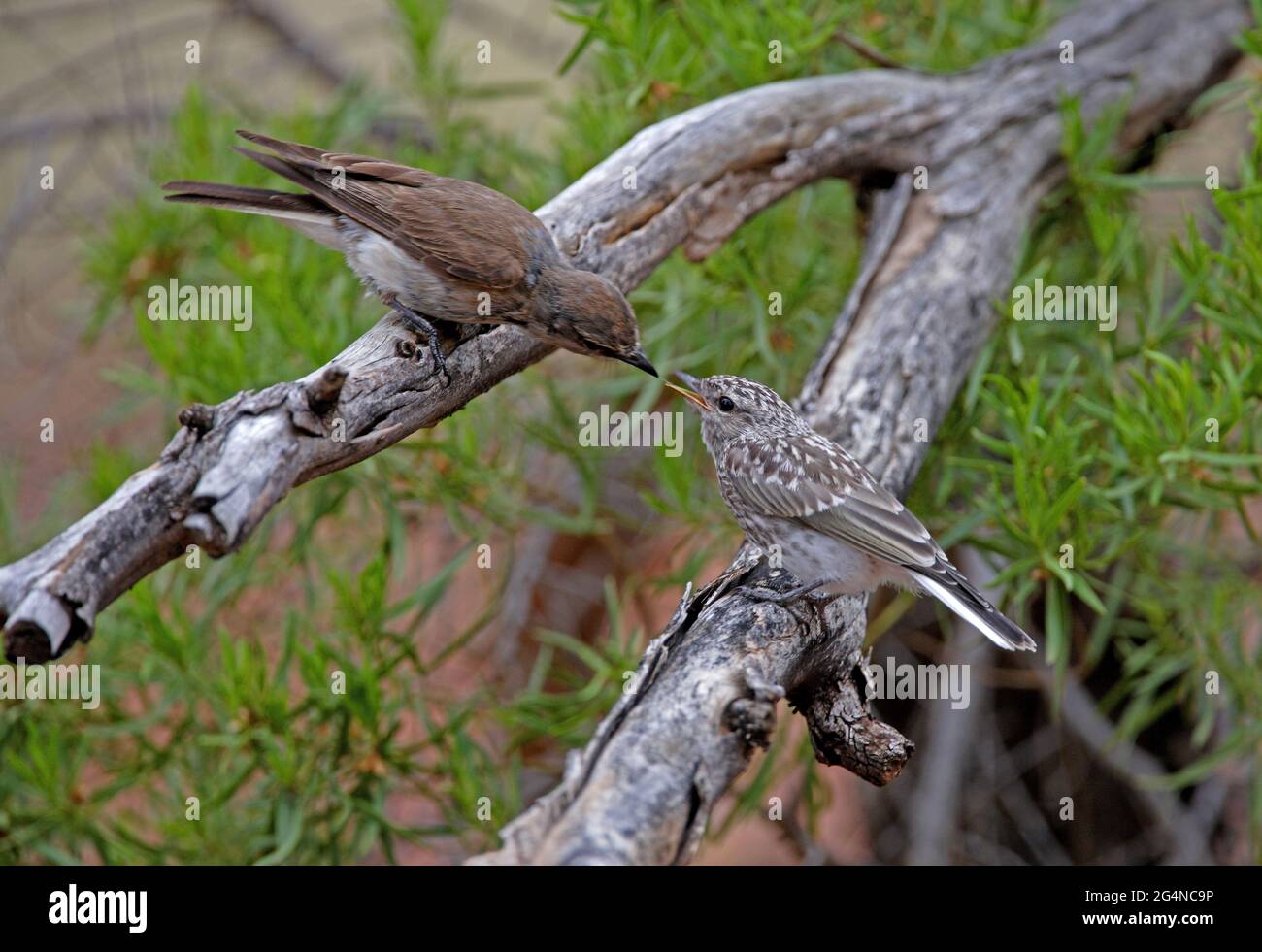 Microeca fascinans hi-res stock photography and images - Alamy