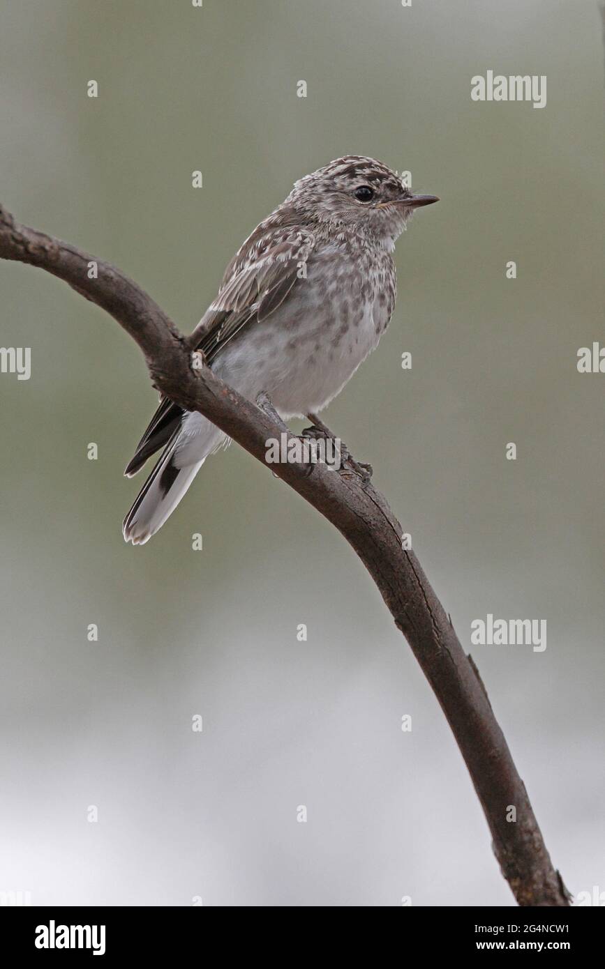 Jacky winter hi-res stock photography and images - Alamy