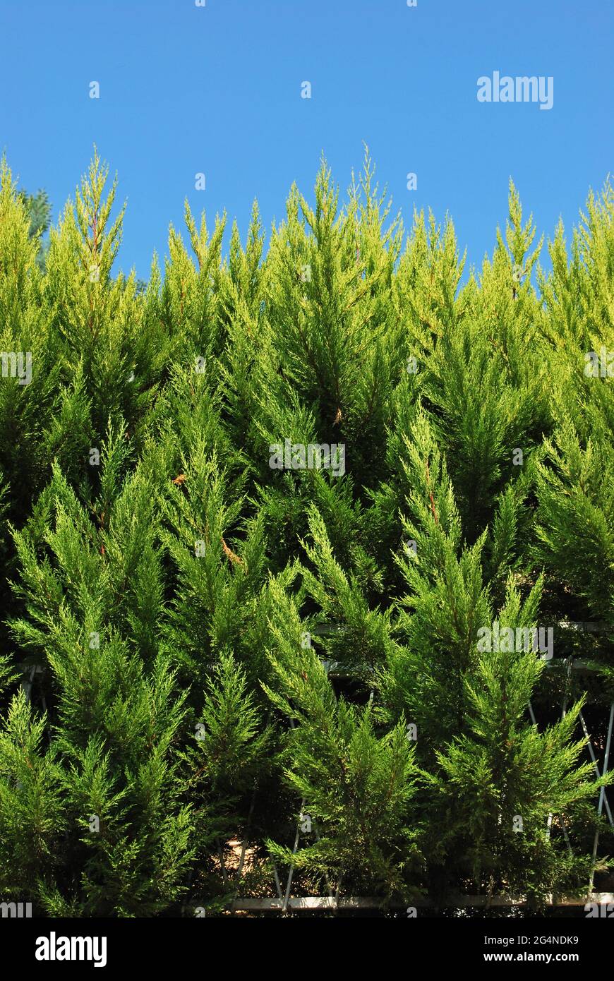 Needle leaf pine tree in its natural environment, pine tree in nature ...