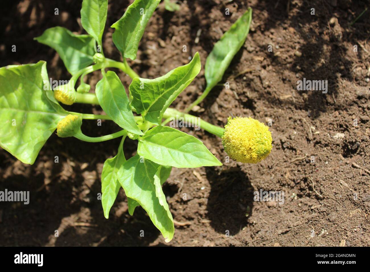 Spilanthes hi-res stock photography and images - Alamy