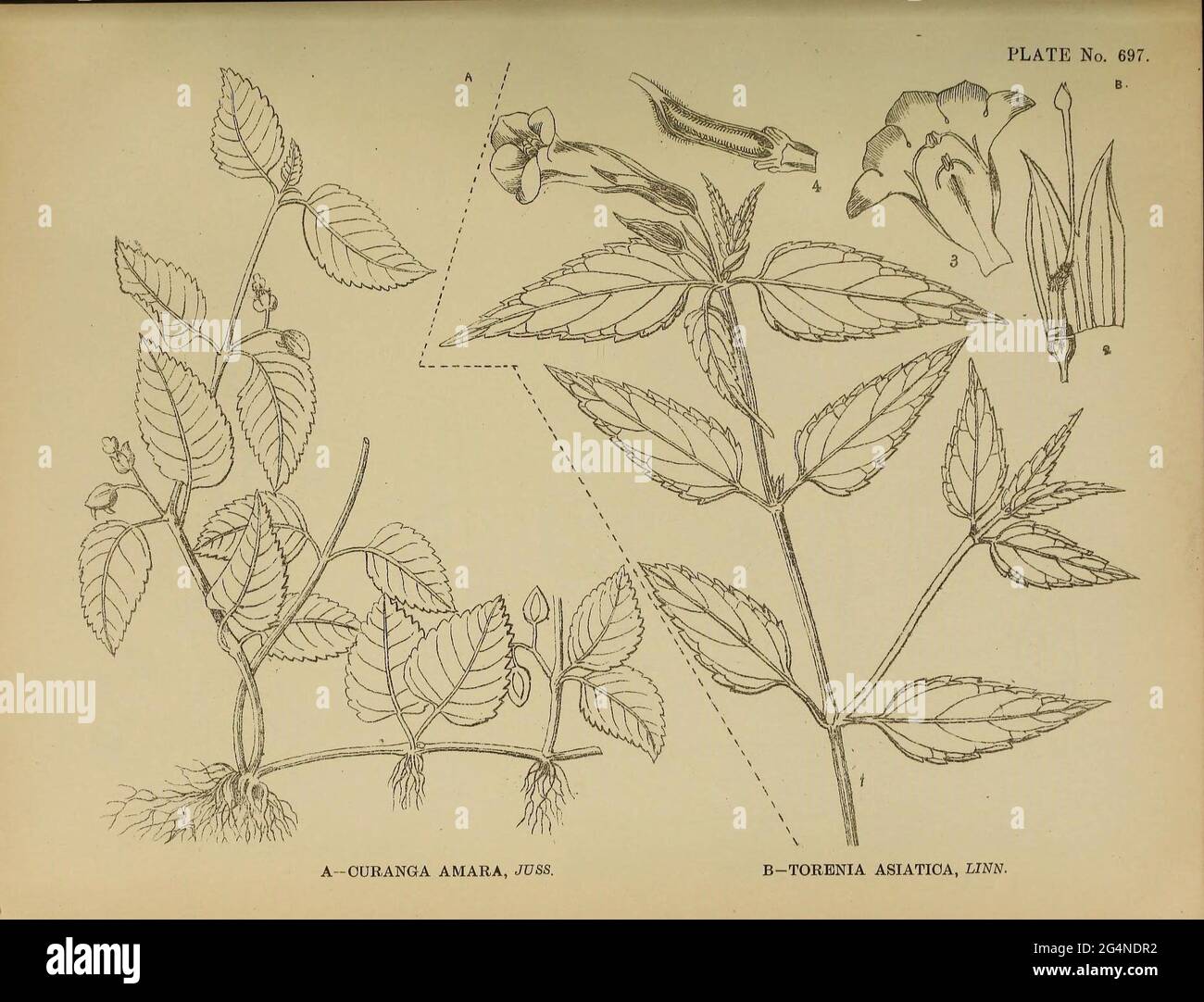 Panini flower hi-res stock photography and images - Alamy