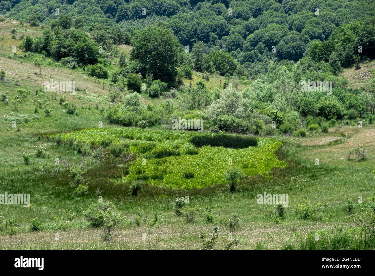 lush plants and dense vegetation of Sicily wetland in Nebrodi Nature ...