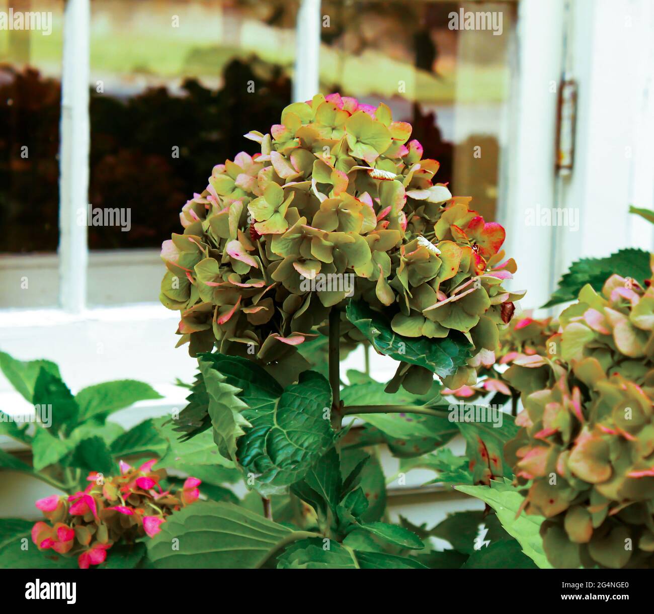 Green Hydrangea flower growing outside bay window of older home Stock ...