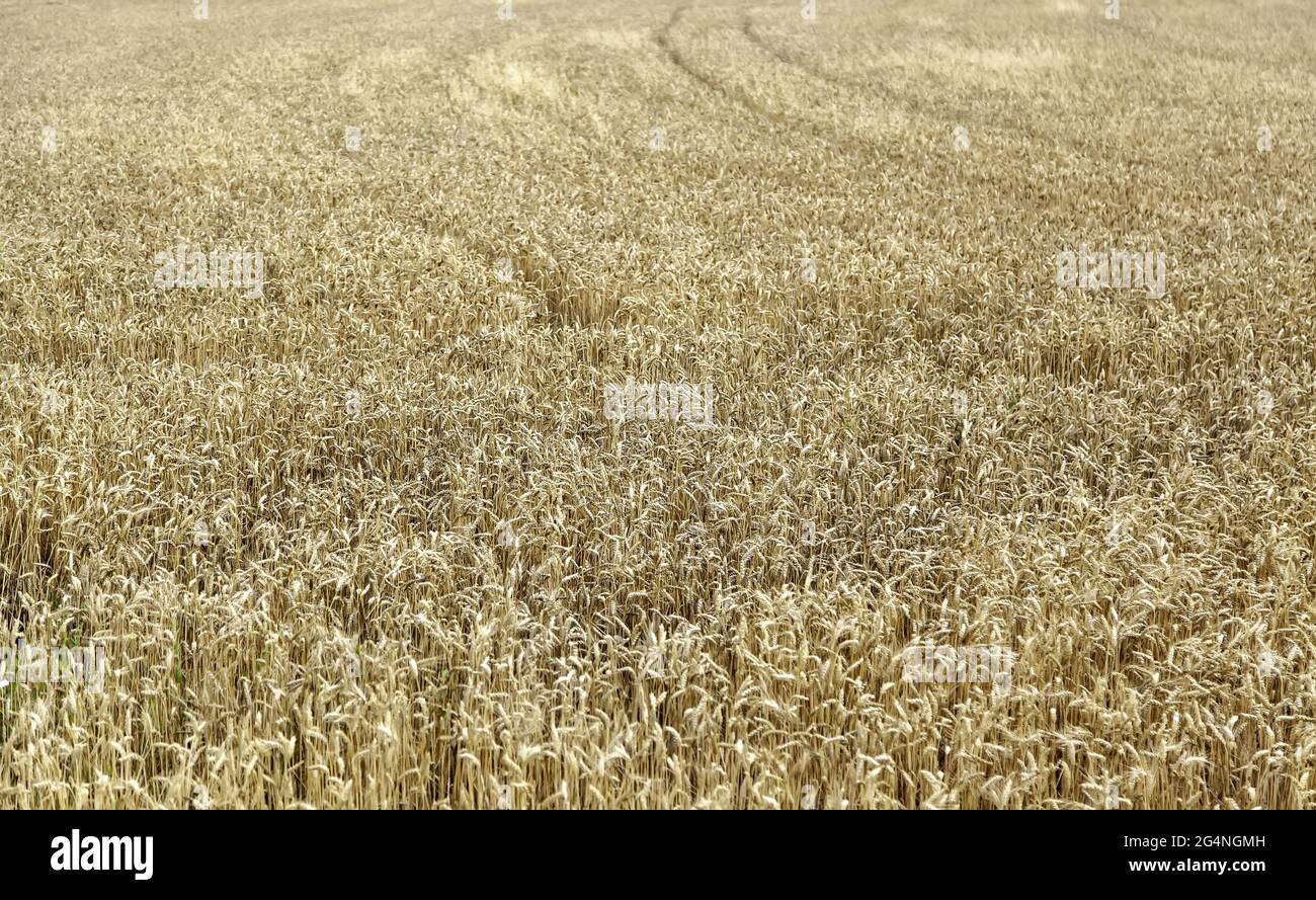 Detail of cereal field, agriculture and healthy food Stock Photo - Alamy