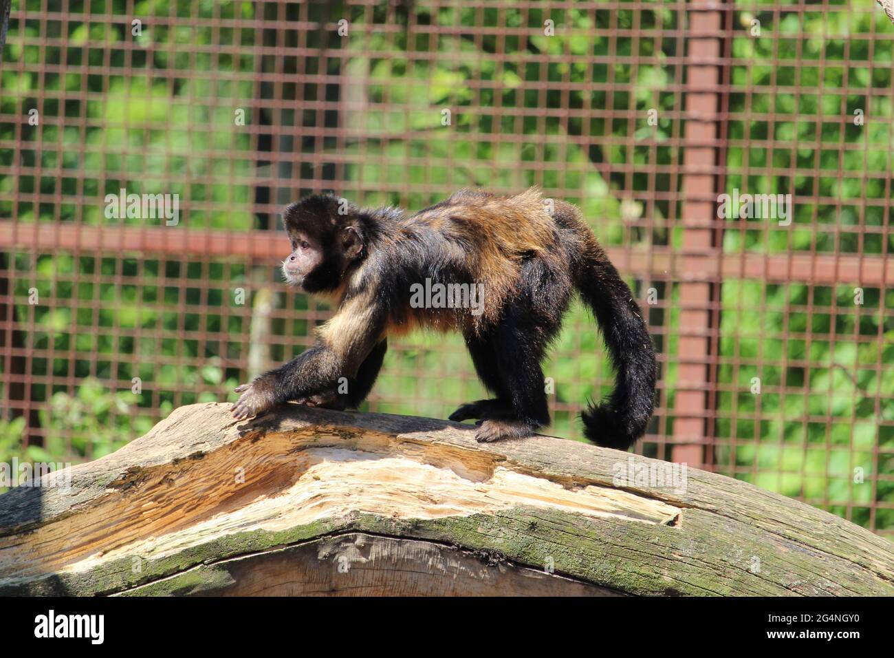 Side view of a funny black-horned capuchin walking on the tree trunk ...