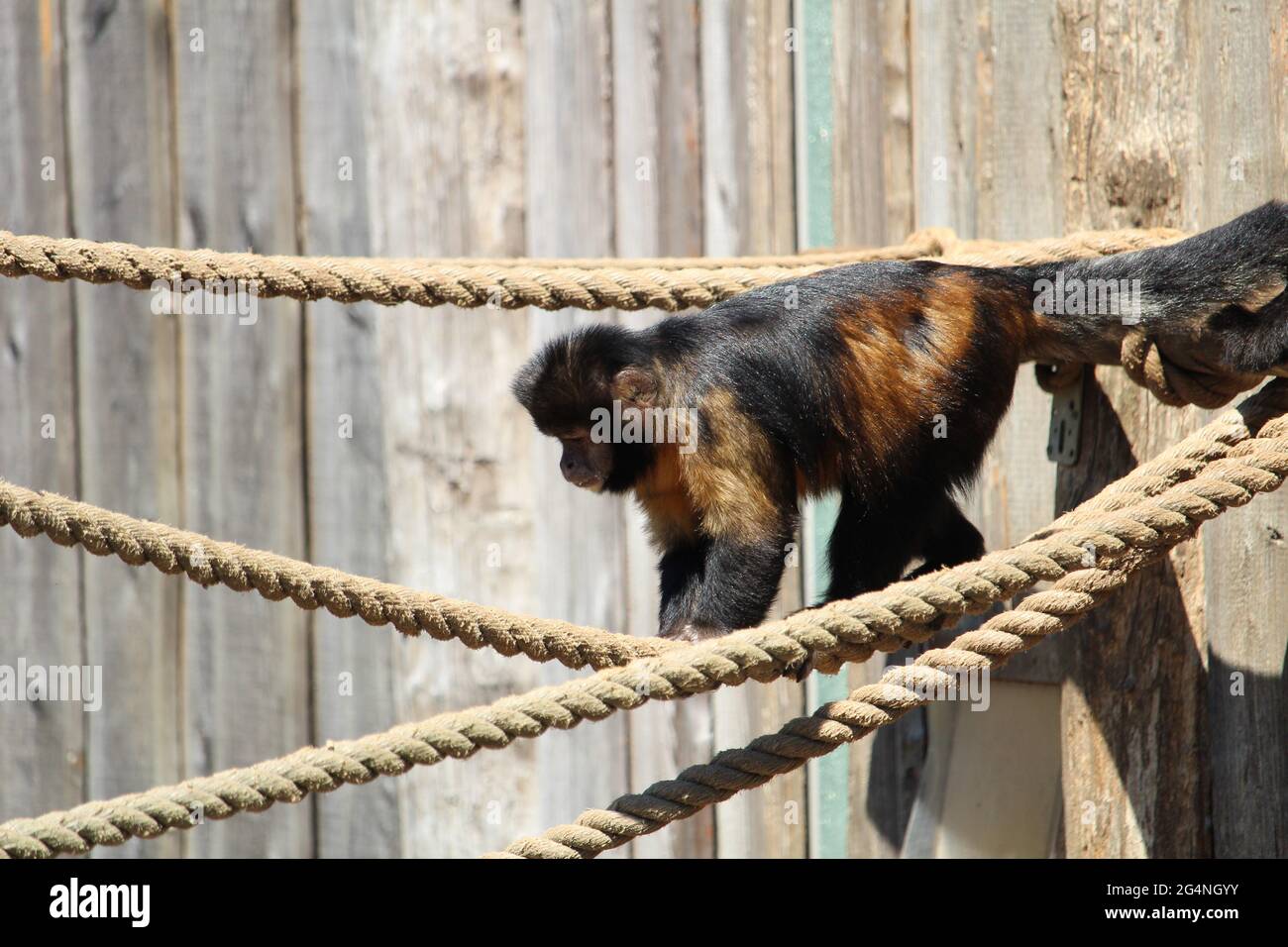 Black horned capuchin hi-res stock photography and images - Alamy