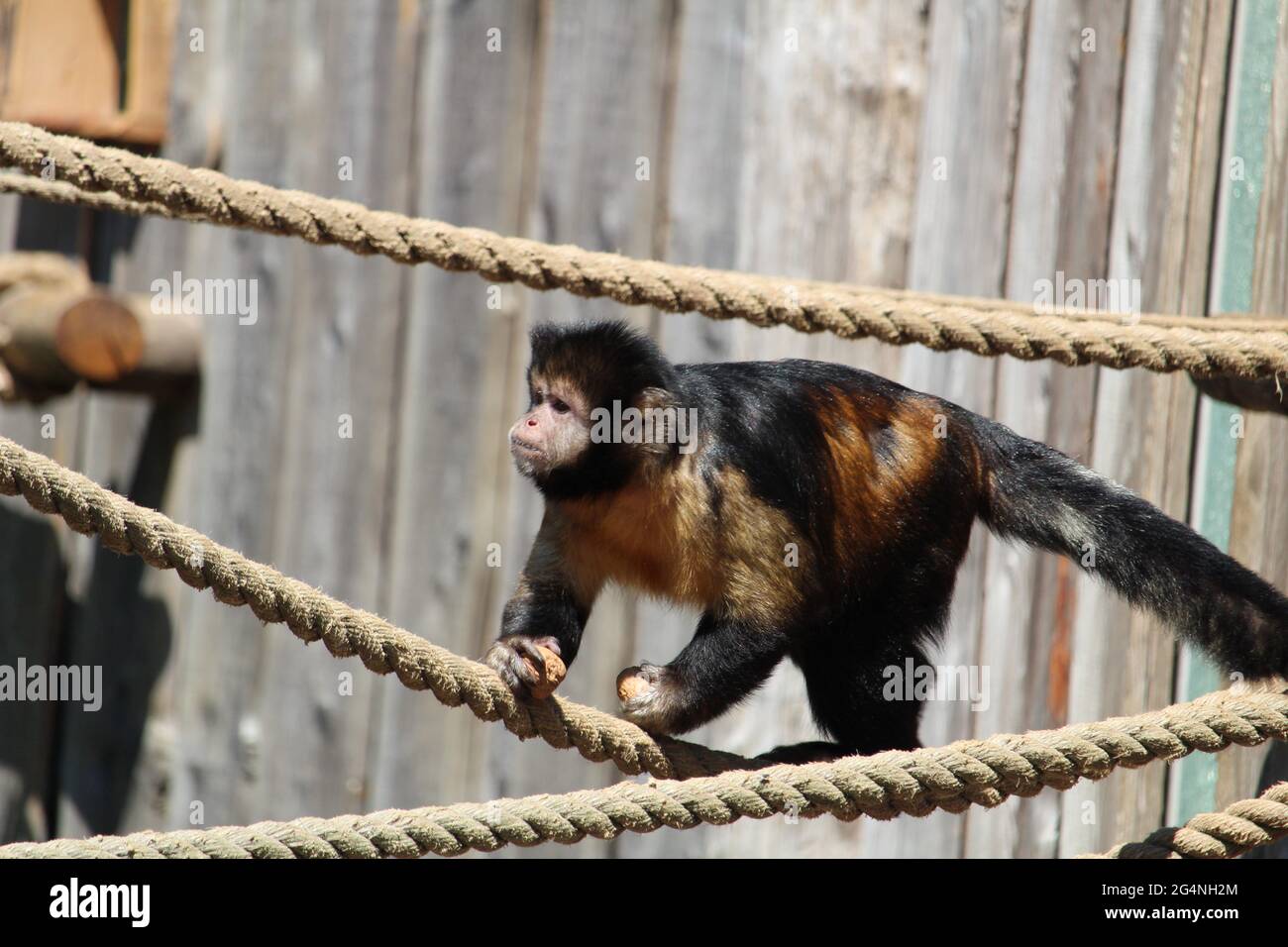 A funny black capuchin with a tail is crawling on the ropes Stock Photo ...