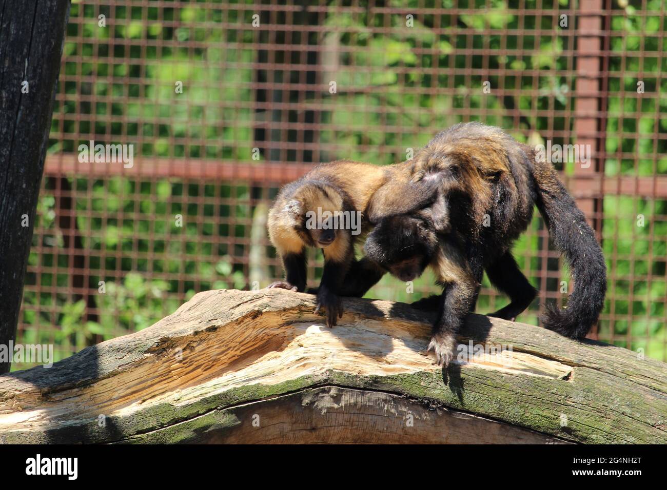 Closeup of two funny monkeys exploring a damaged tree trunk Stock Photo ...