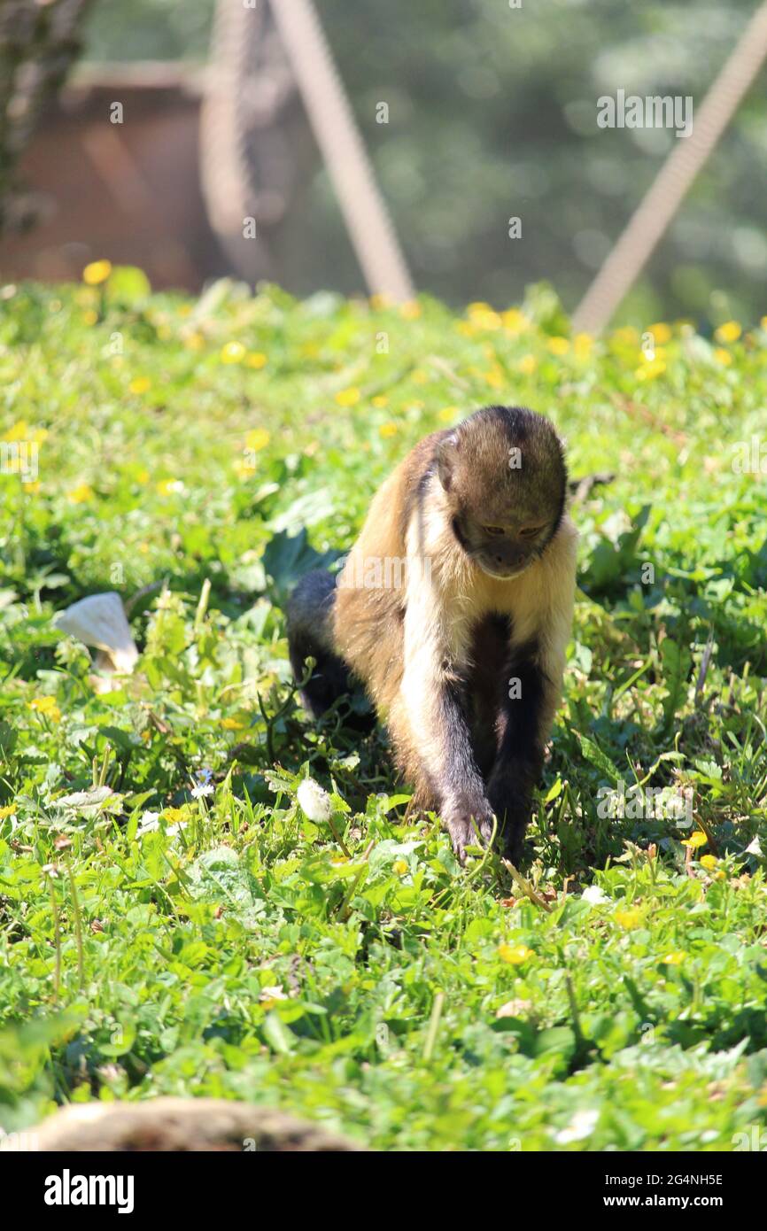Monkey wandering hi-res stock photography and images - Alamy