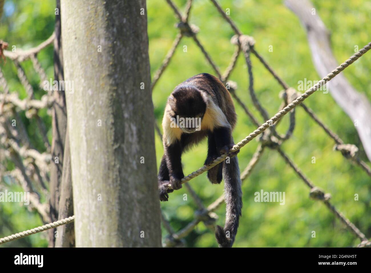 A closeup of a black capuchin monkey jumping on the ropes in the zoo ...