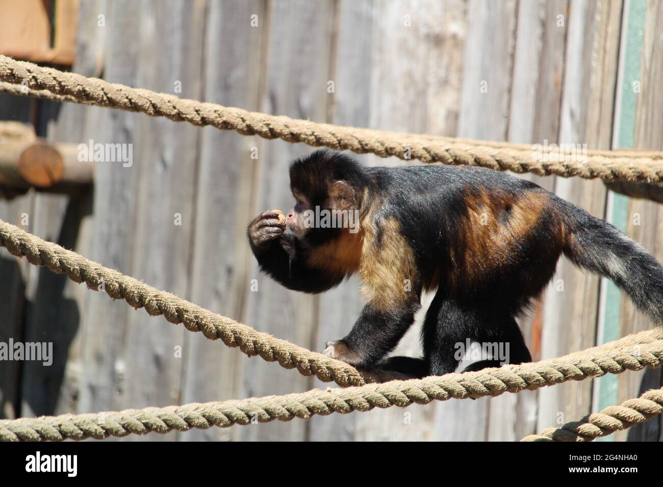 Monkey wandering hi-res stock photography and images - Alamy