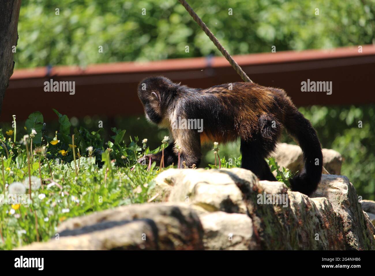 A lonely monkey wandering in the park Stock Photo - Alamy