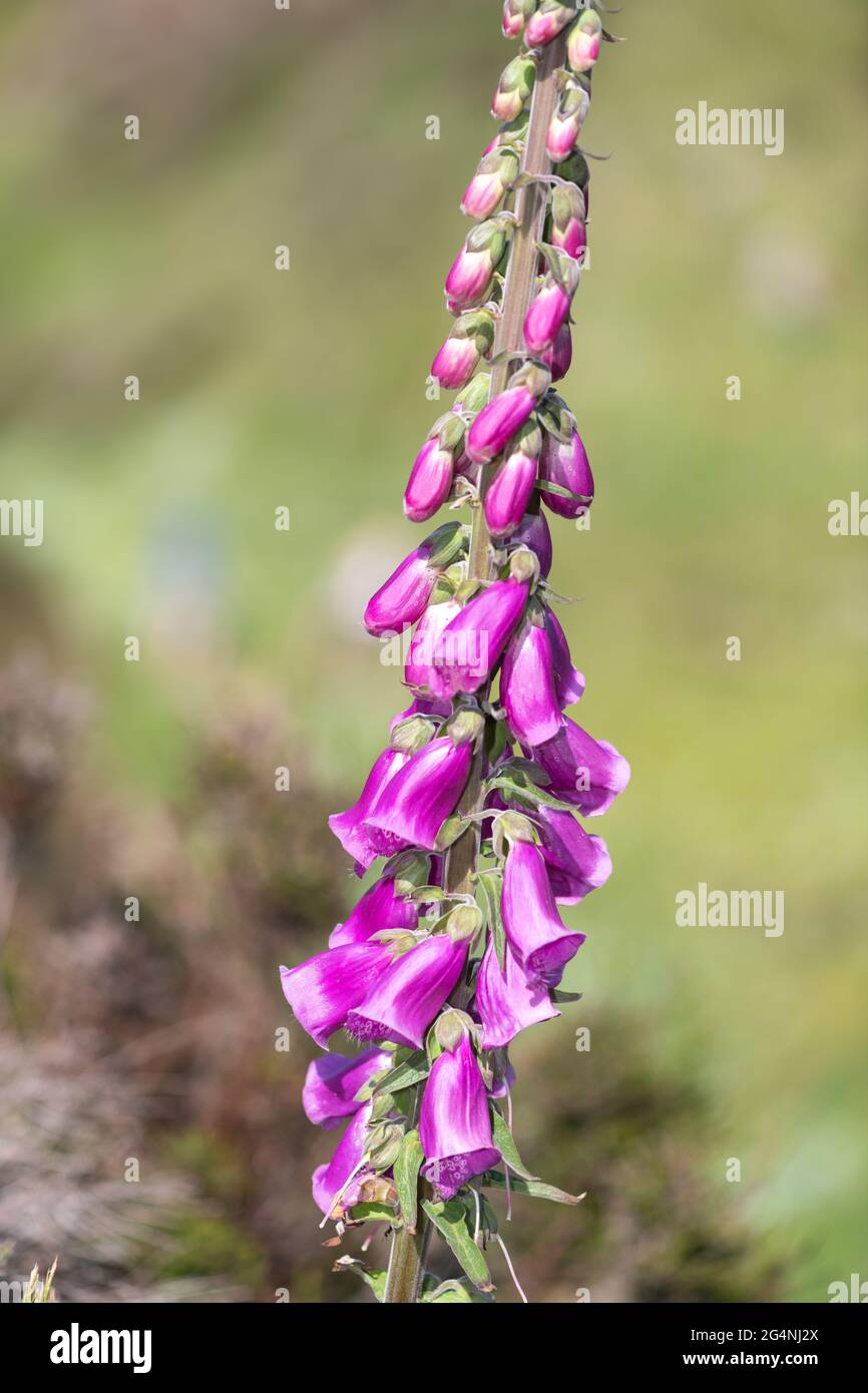 Close up of a common foxglove (digitalis purpurea) flower in bloom ...