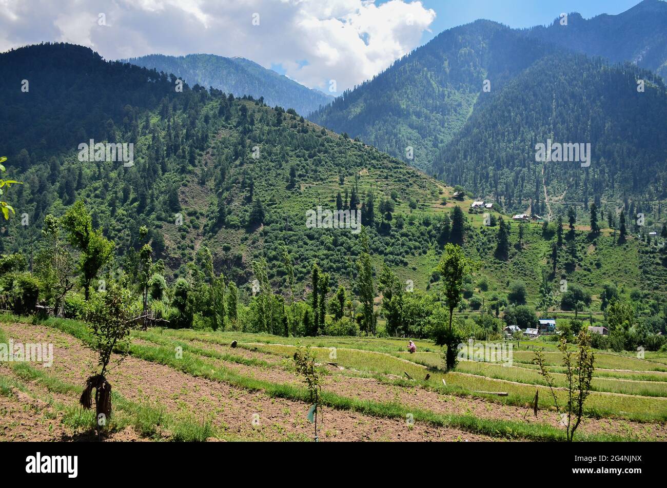 An open field seen during a sunny summer day in Naranag, about 55kms ...