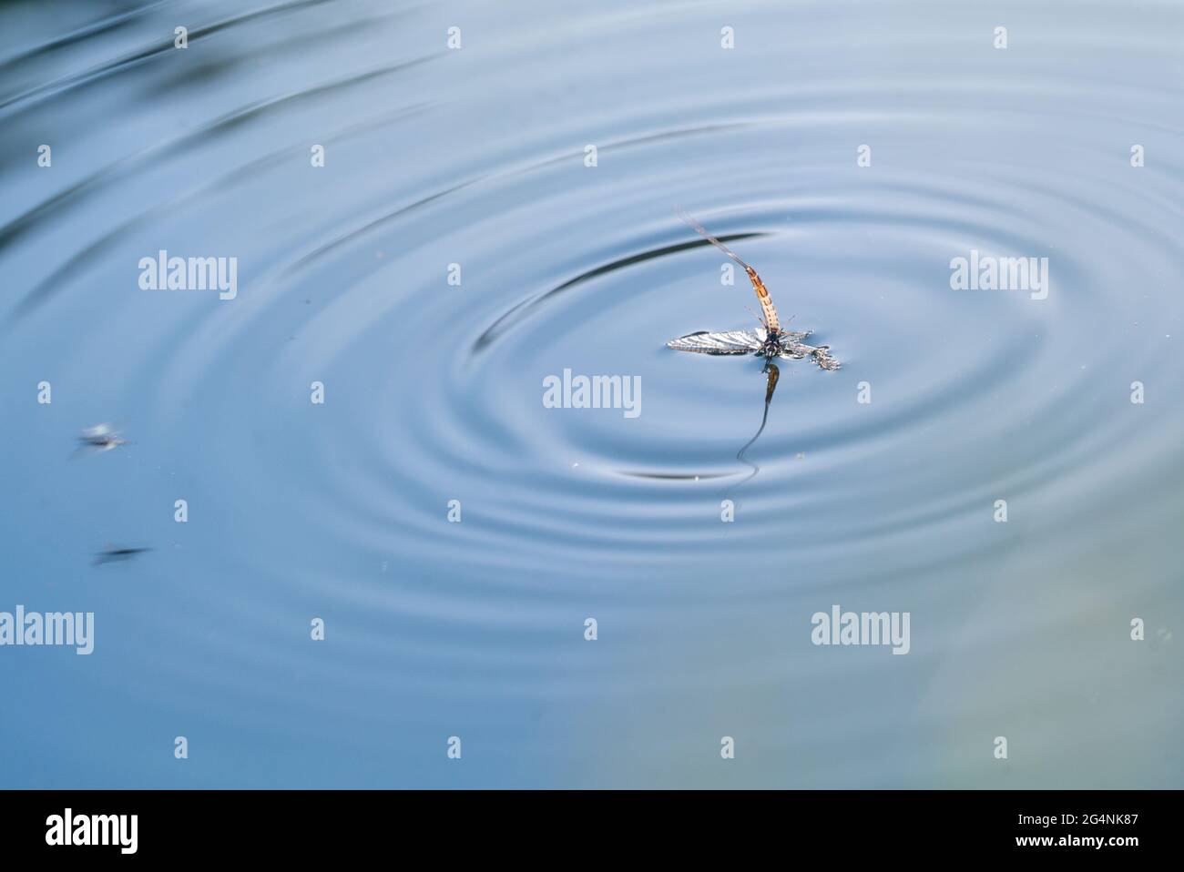 Three tail mayfly hi-res stock photography and images - Alamy