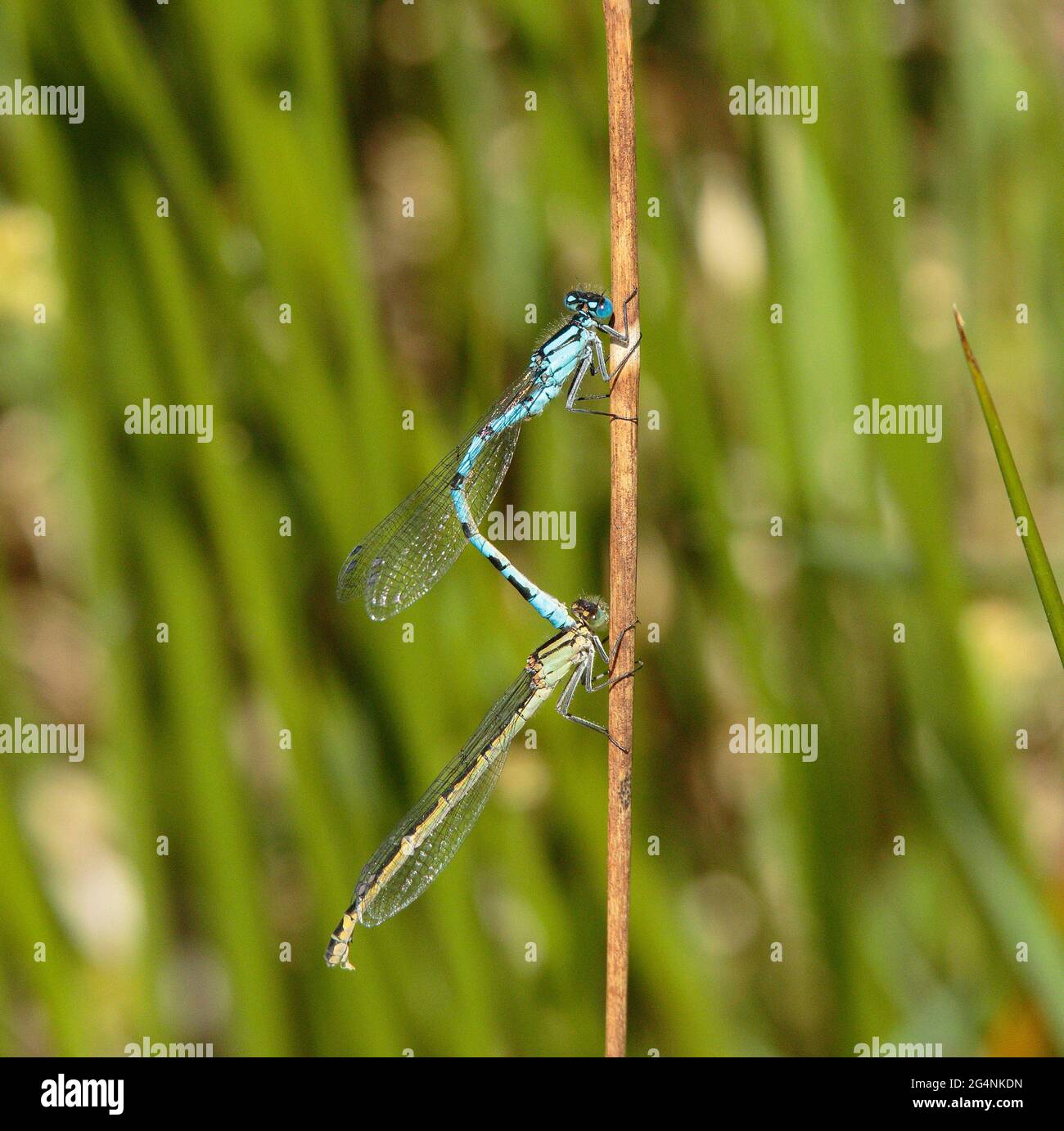 Blue Damselflies mating and egg laying Stock Photo - Alamy