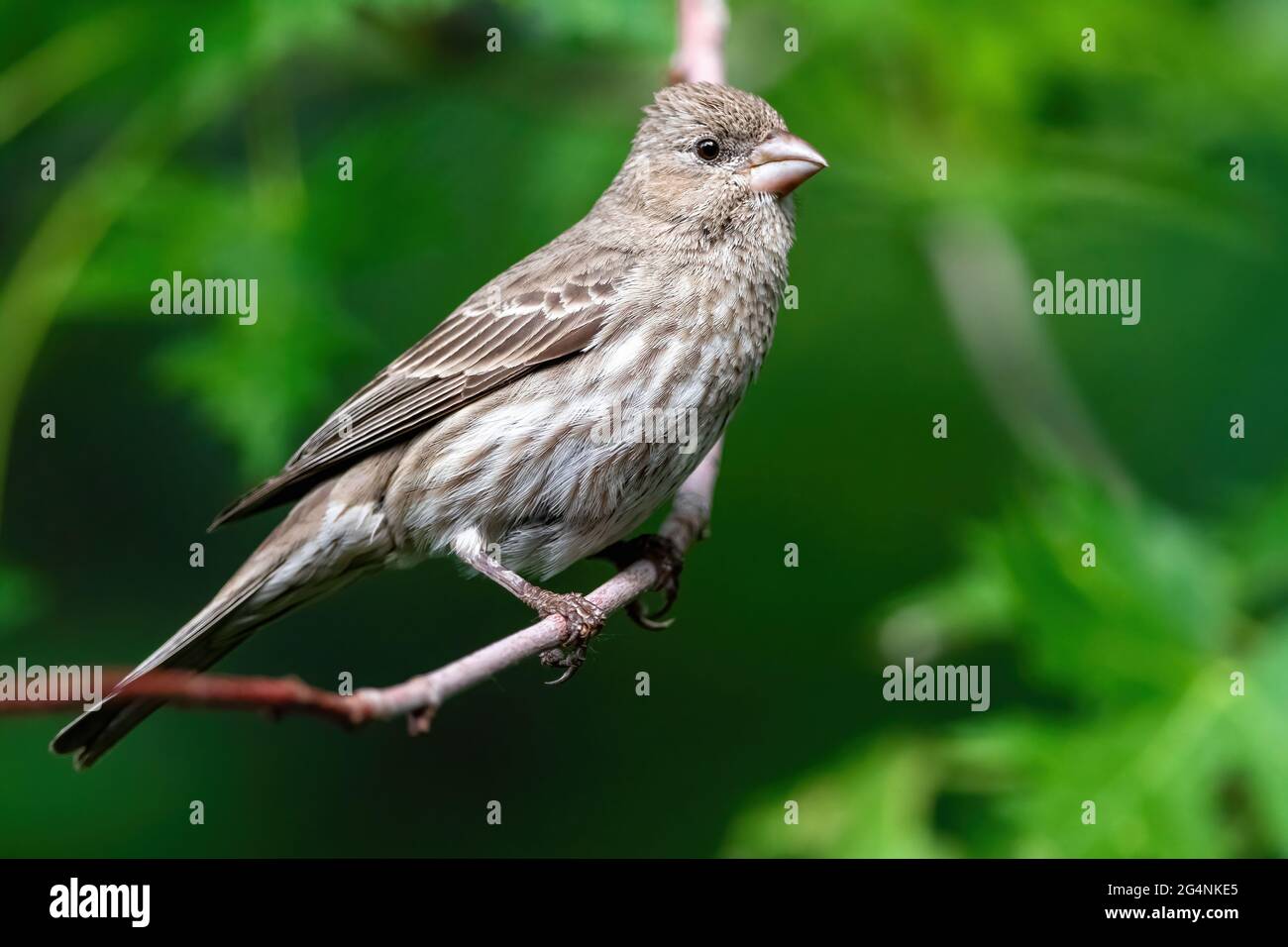 Female House Finch sitting on a curved perch with a vibrant green ...