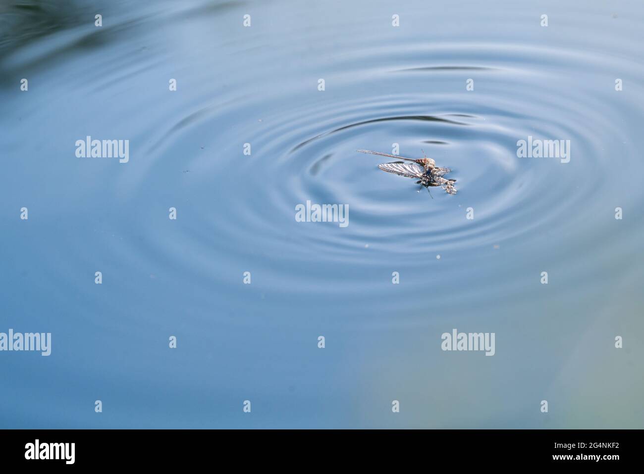 Mayfly in Water Stock Photo - Alamy
