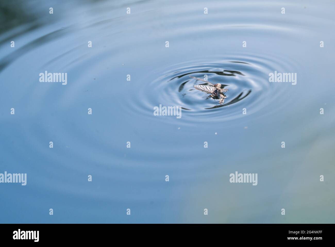 Mayfly in Water Stock Photo - Alamy
