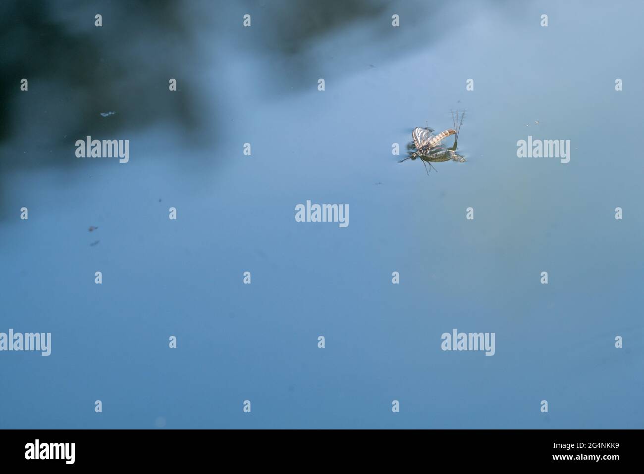 Mayfly in Water Stock Photo - Alamy