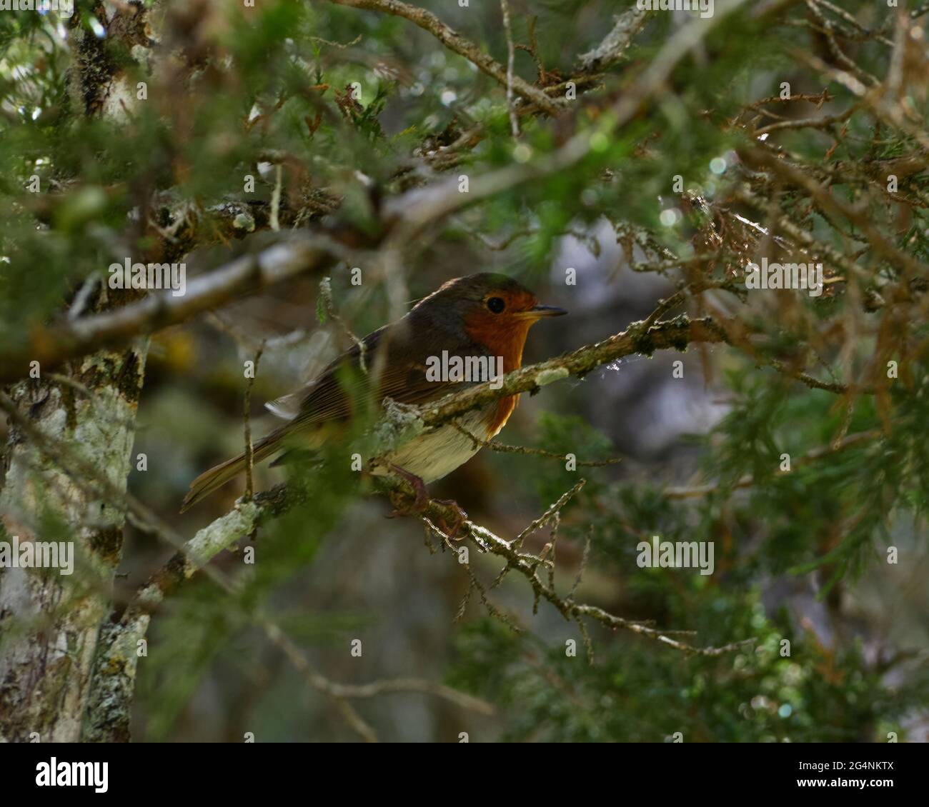 Single adult robin (erithacus rubecula) between tree branches Stock ...