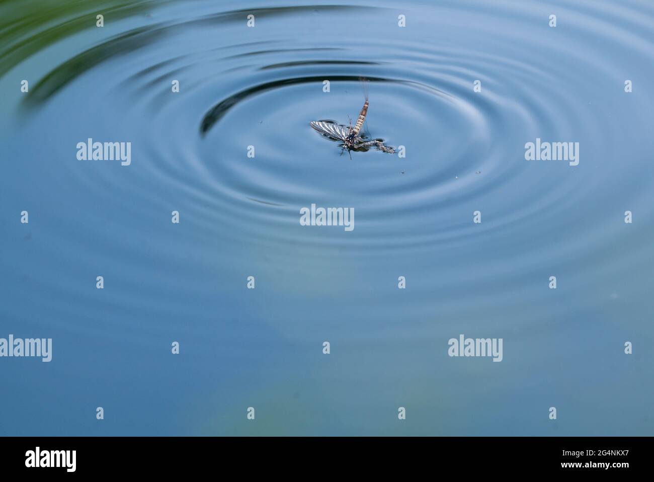 Mayfly in Water Stock Photo - Alamy