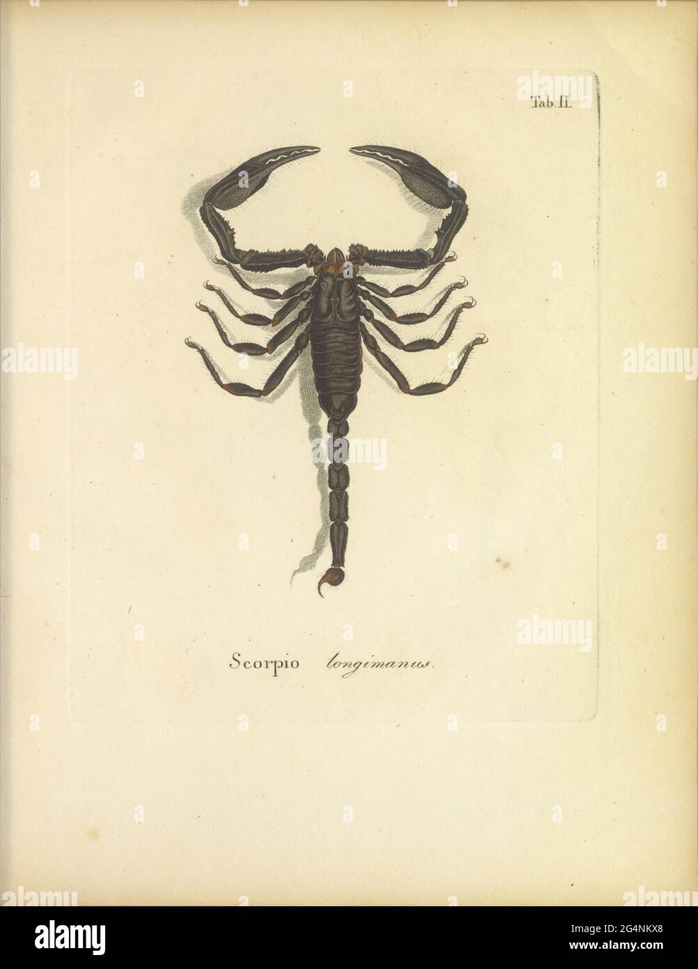 Wingless Wasp High Resolution Stock Photography and Images - Alamy