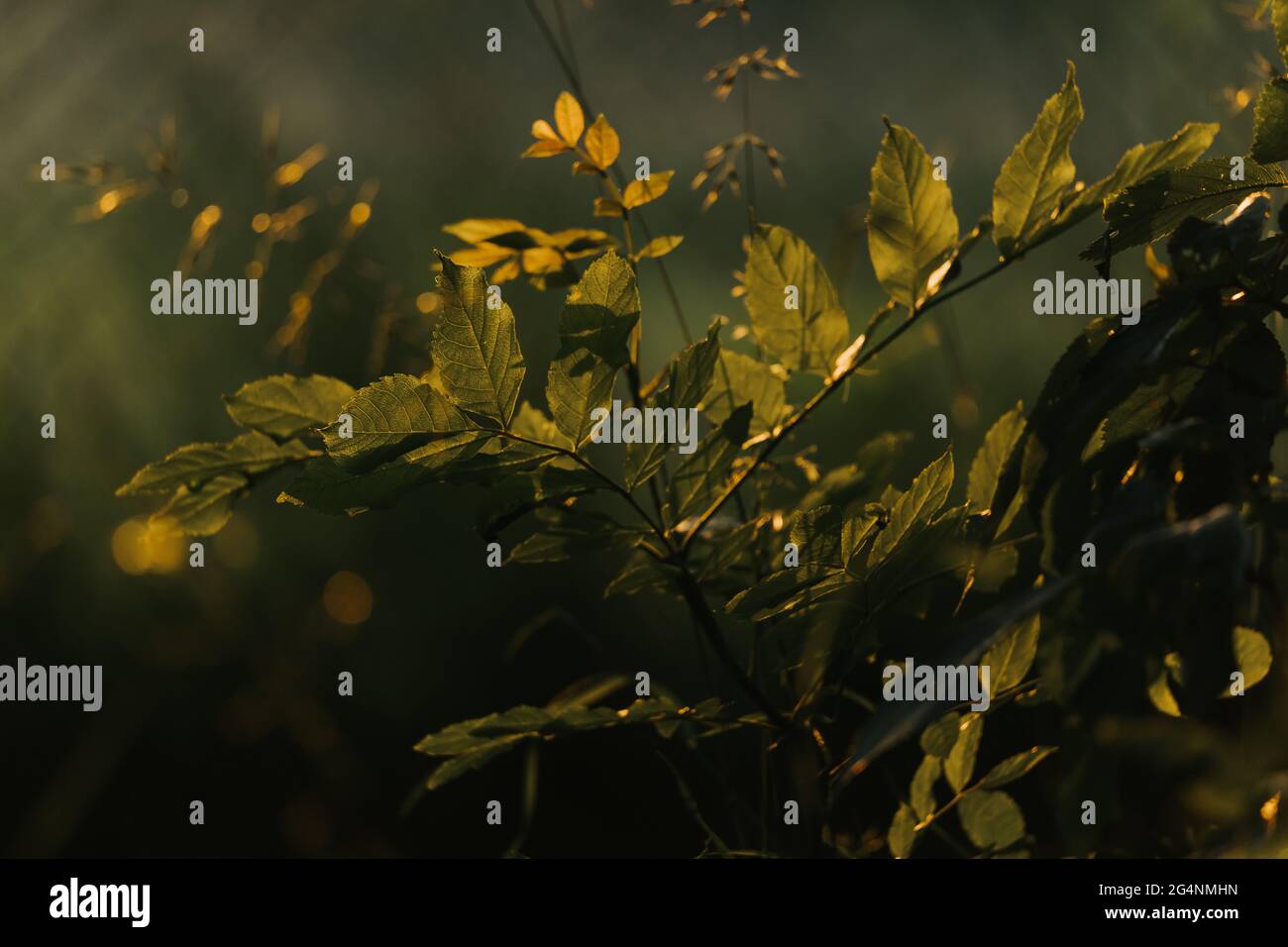 backlit scenery of green leaves Stock Photo - Alamy