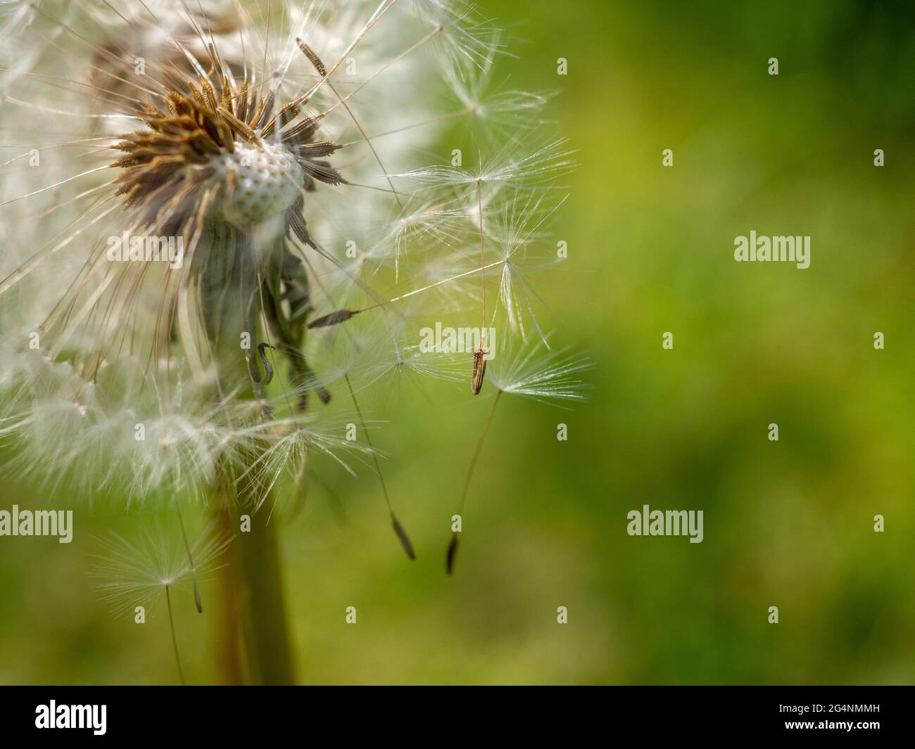 Selective focus shot of a blooming dandelion flower Stock Photo - Alamy