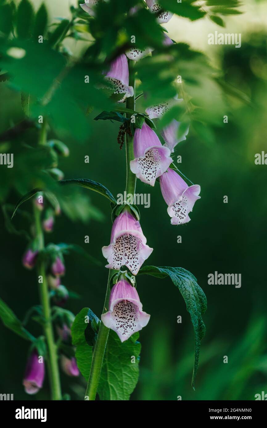photo of foxglove in daylight Stock Photo - Alamy
