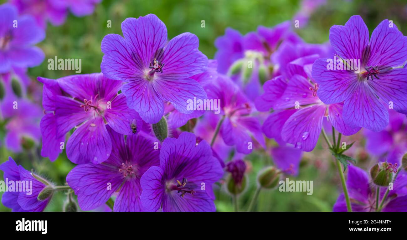 Purple hardy cranesbill wild geranium by name of Geranium x Magnificum ...