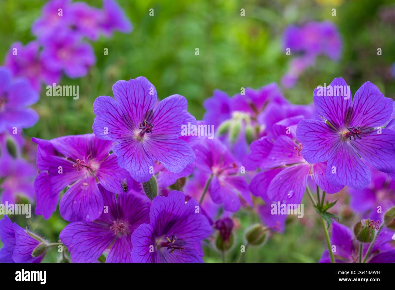 Purple hardy cranesbill wild geranium by name of Geranium x Magnificum ...