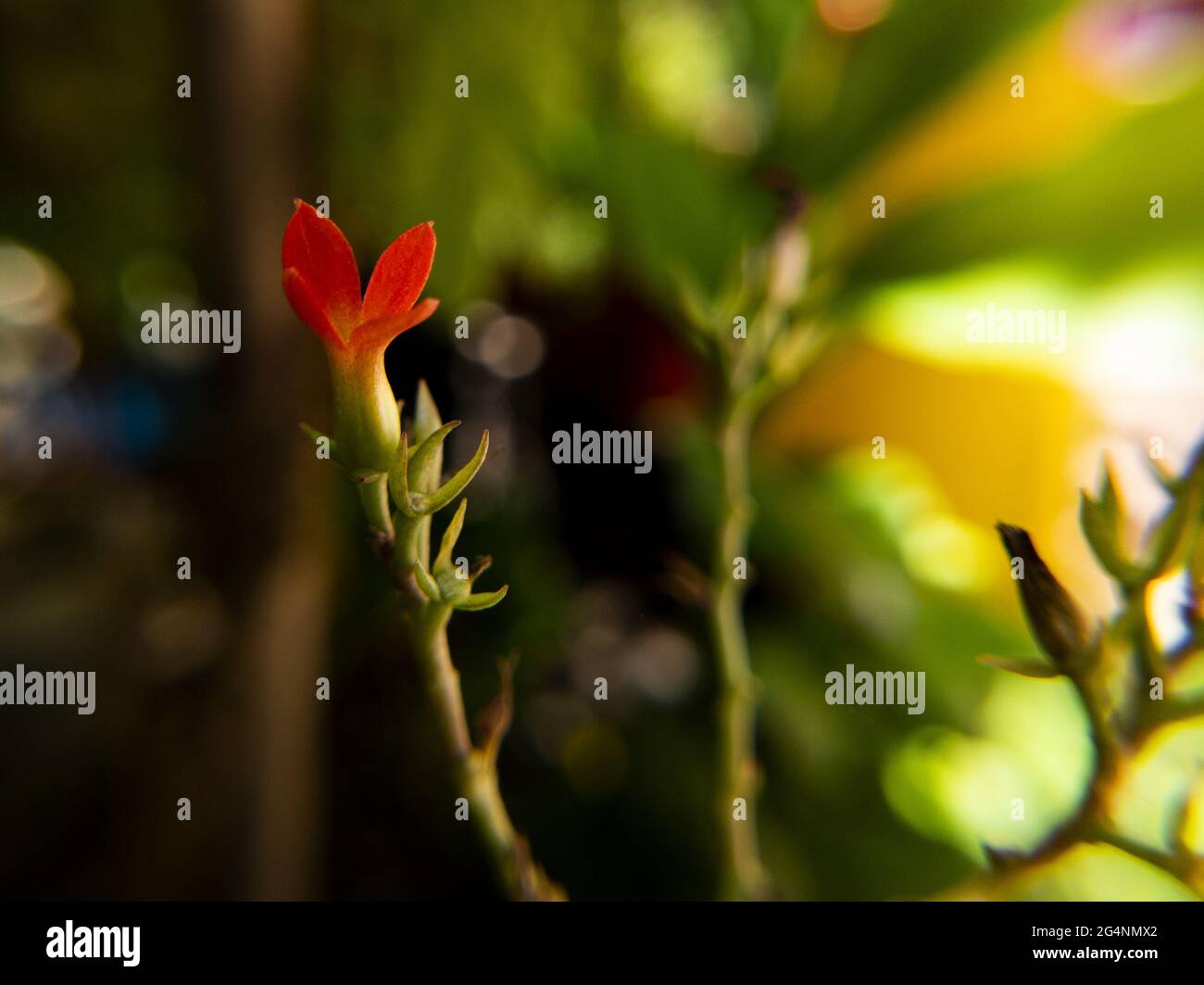 Selective focus shot of a blooming red flower in the greenery Stock ...