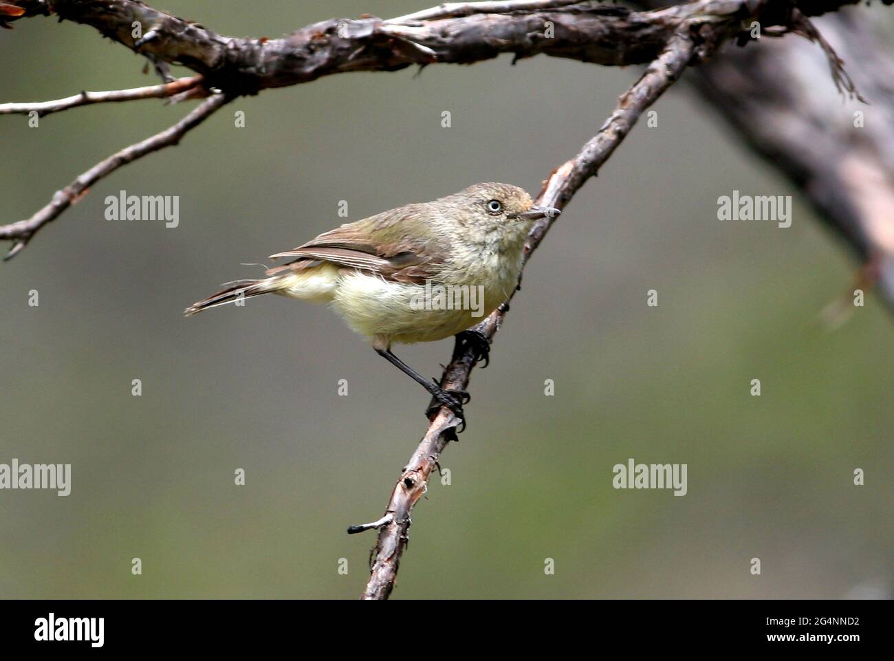 Reguloides hi-res stock photography and images - Alamy
