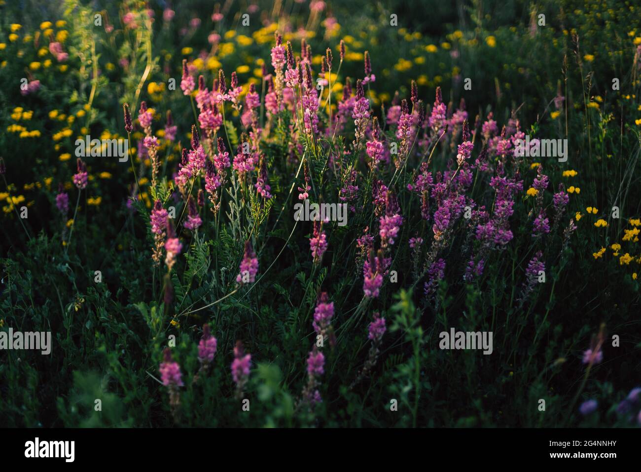 pink wild flowers on meadow Stock Photo - Alamy