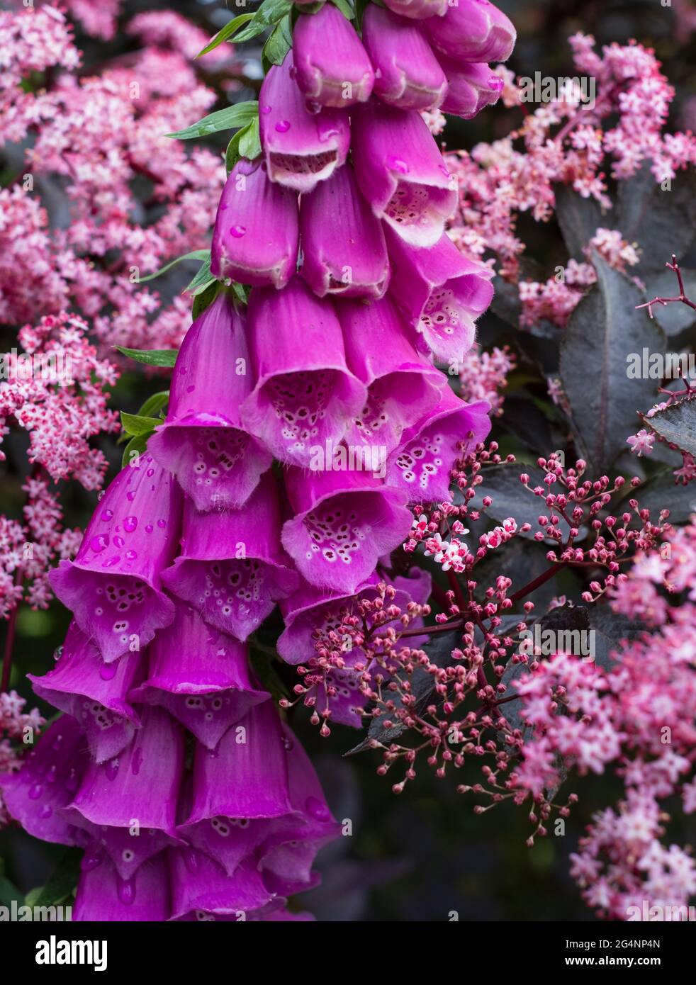 Deep pink foxglove flower in full bloom, surrounded by sambucus nigra ...