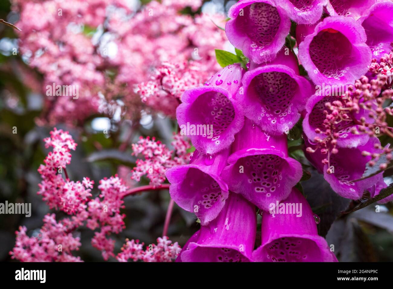 Hot Pink And Black Flowers