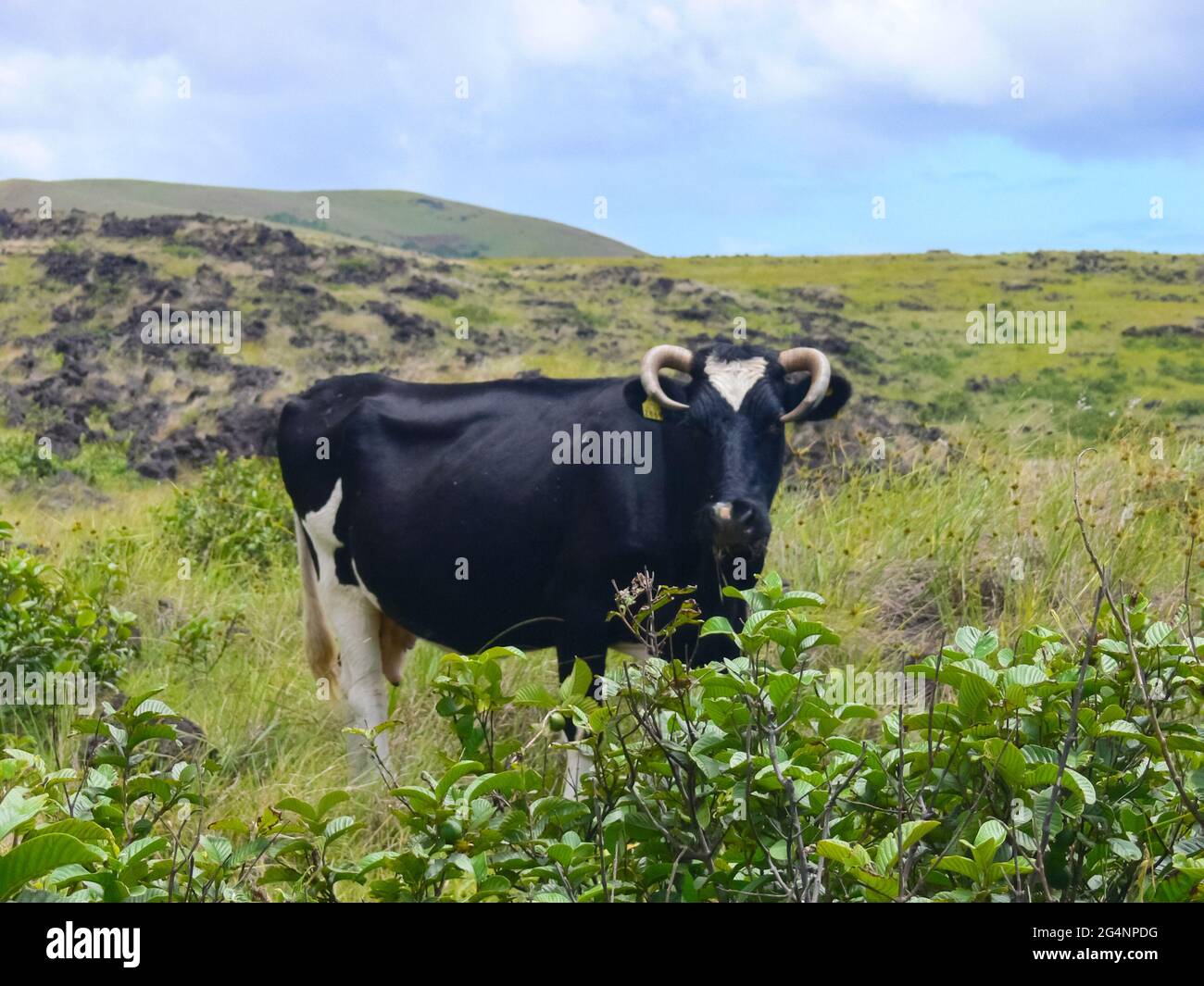Easter island chile wildlife hi-res stock photography and images - Alamy